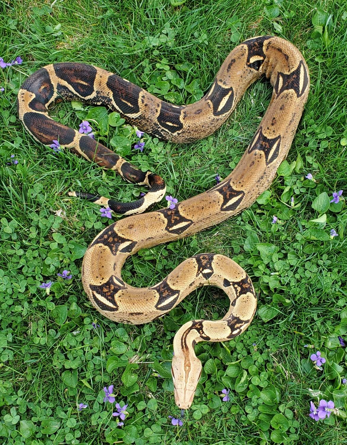 Normal Boa Constrictor by Scarlet and Grey Exotics - MorphMarket