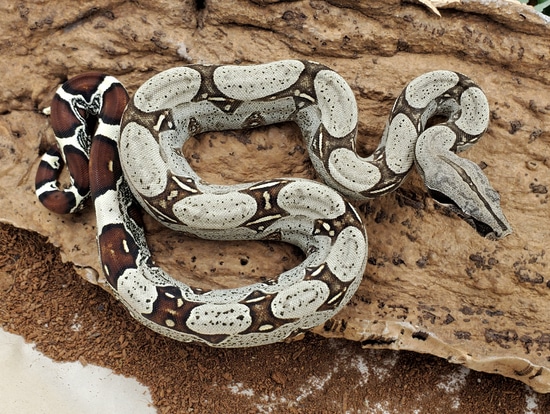 Pucallpa Peru BCC True Red-Tailed Boa Constrictor by Scarlet and Grey ...