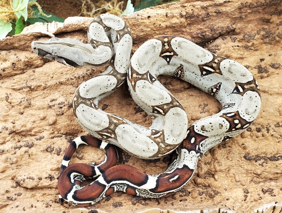Pucallpa Peru BCC True Red-Tailed Boa Constrictor by Scarlet and Grey ...