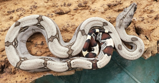 Suriname BCC True Red-Tailed Boa Constrictor by Scarlet and Grey Exotics