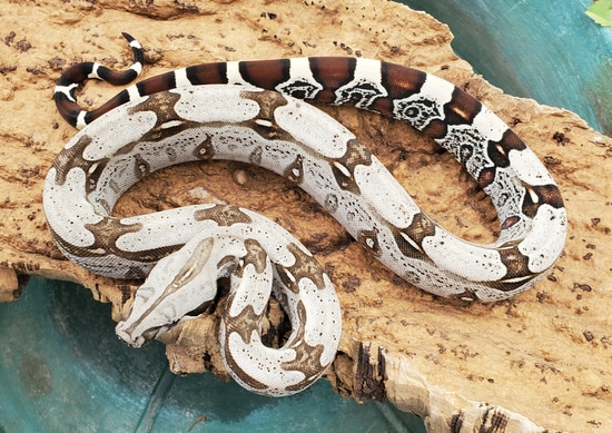 Suriname BCC True Red-Tailed Boa Constrictor by Scarlet and Grey Exotics
