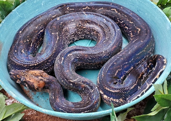 Sonoran Leopard Boa Sigma Peruvian Long-Tailed Boa Constrictor by ...