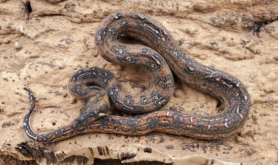 Pure Sonoran Leopard (B. Sigma) Boa Constrictor by Scarlet and Grey Exotics