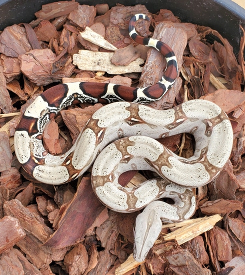 Suriname BCC True Red-Tailed Boa Constrictor by Scarlet and Grey Exotics