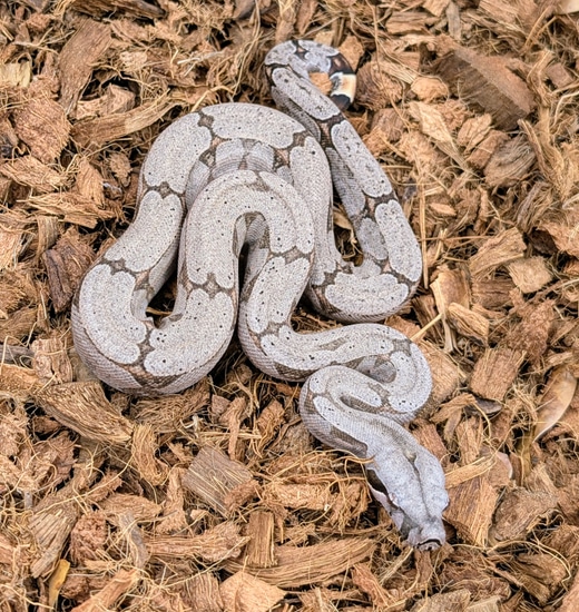 2024 Bolivian Silverback BCA Short-Tailed Boa Constrictor by Scarlet ...