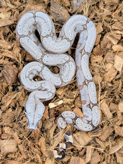 2024 Bolivian Silverback BCA Short-Tailed Boa Constrictor by Scarlet ...