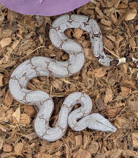 2024 Bolivian Silverback BCA Short-Tailed Boa Constrictor by Scarlet ...