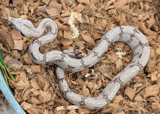 2024 Bolivian Silverback BCA Short-Tailed Boa Constrictor by Scarlet ...