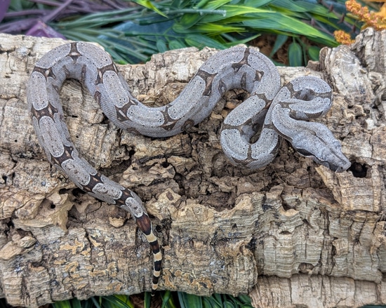 2024 Bolivian Silverback BCA Short-Tailed Boa Constrictor by Scarlet ...