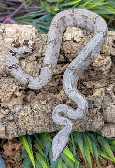 2024 Bolivian Silverback BCA Short-Tailed Boa Constrictor by Scarlet ...