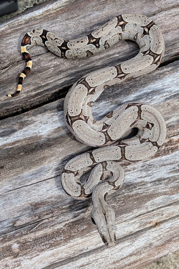 2024 Bolivian Silverback BCA F02 Short-Tailed Boa Constrictor by ...