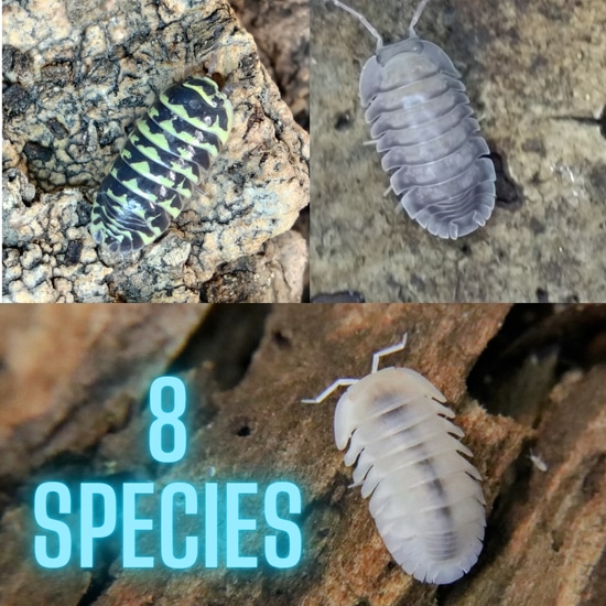 "Funky Bunch" 🌟 Unique Isopod Bundle by Almost Heaven Herps