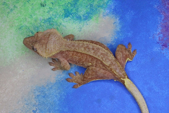 Red Phantom Crowned (Gravid) Crested Gecko by Almost Heaven Herps