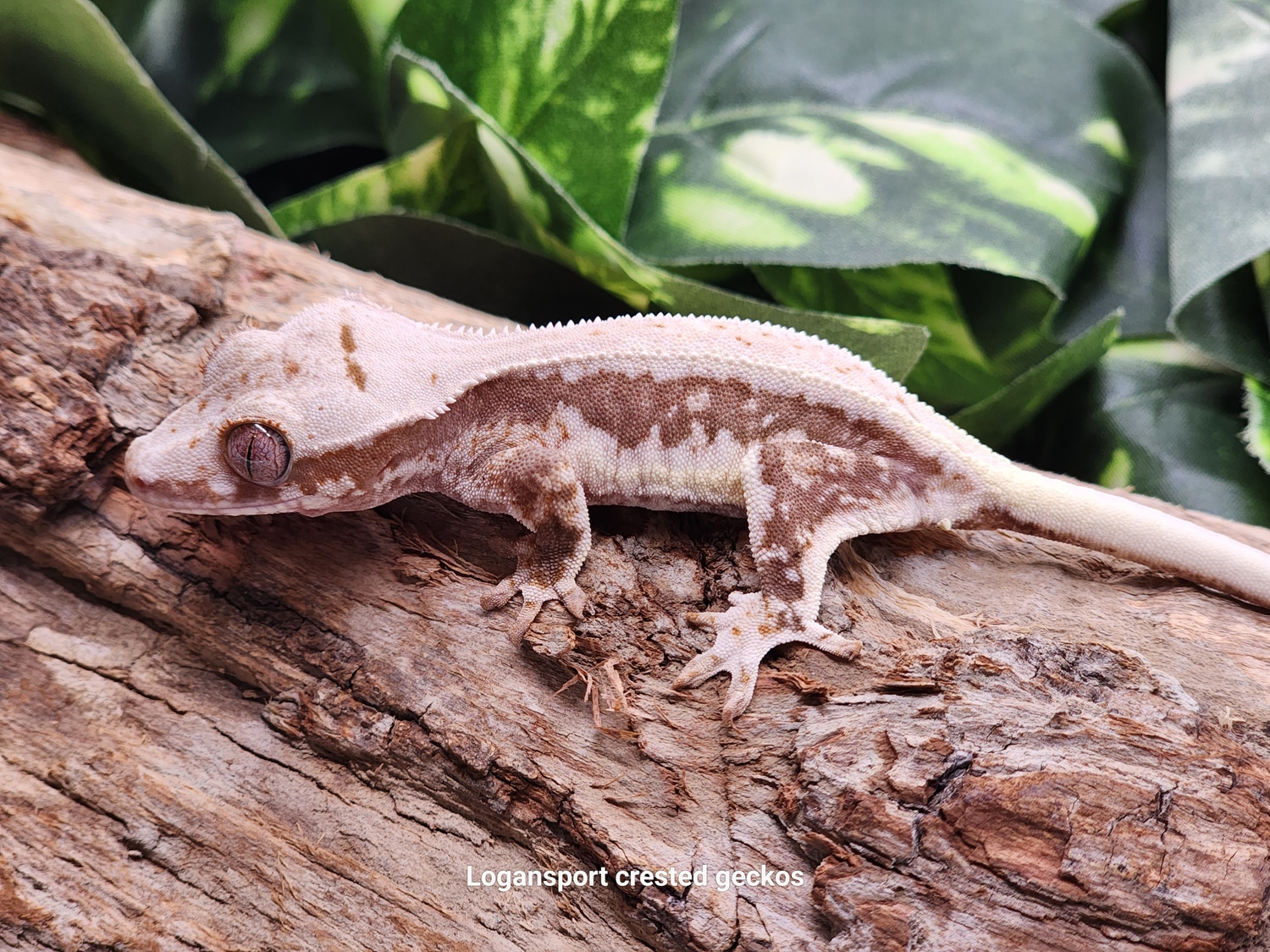 66% Het Axanthic Lilly White Crested Gecko by Logansport crested geckos ...