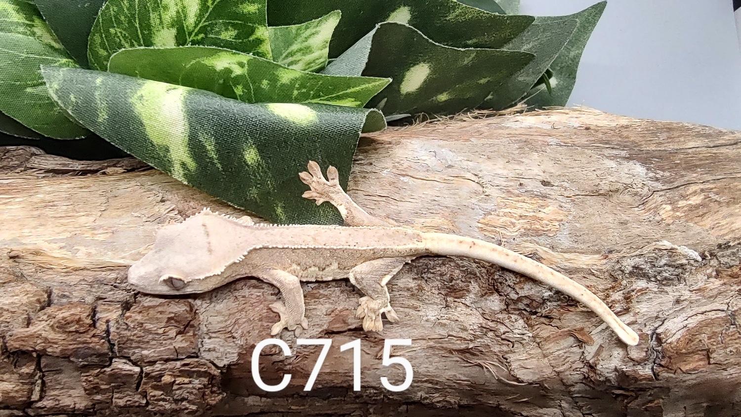 50% Het Axanthic Lilly White Crested Gecko by Logansport crested geckos ...