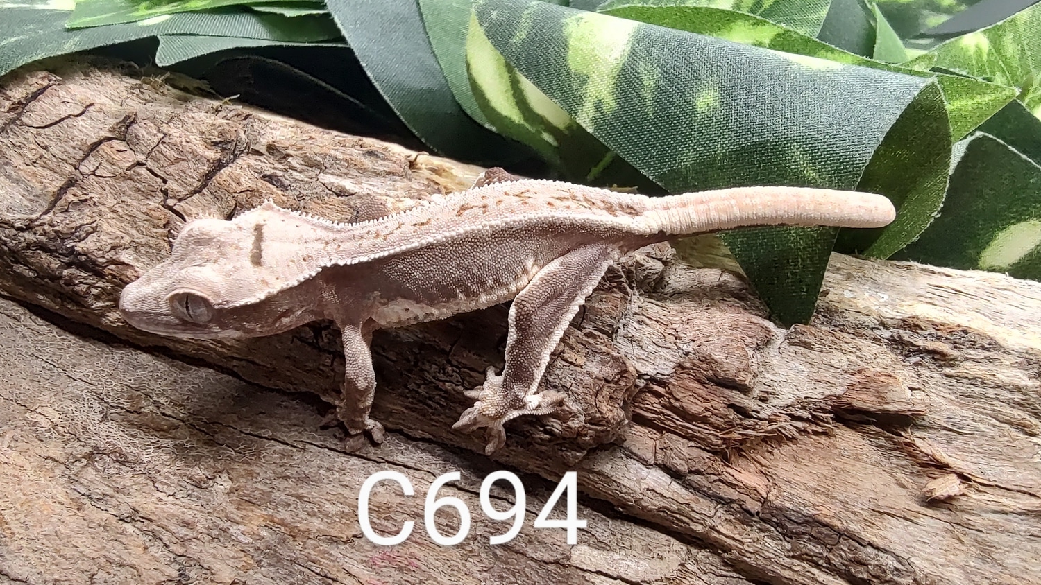 66% Het Axanthic Lilly White Crested Gecko by Logansport crested geckos ...