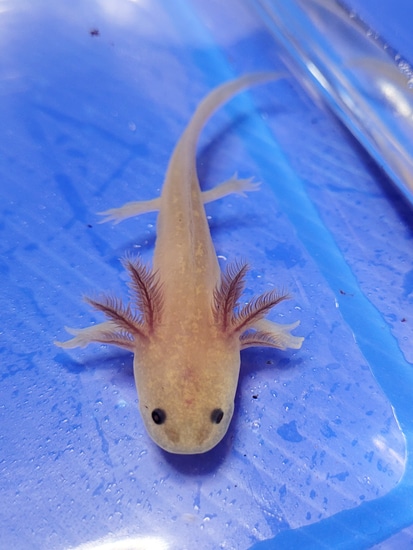 Cookie"- Mac Axolotl by Alot'l Axolotls