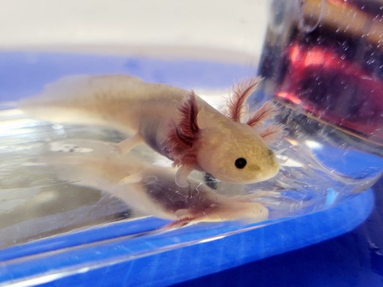 KIRBY" MAC Type. 4in Axolotl by Alot'l Axolotls