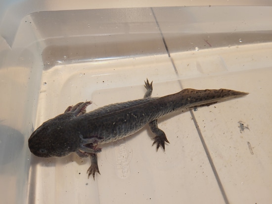 Jaws" - Wild Gfp Axolotl by Alot'l Axolotls