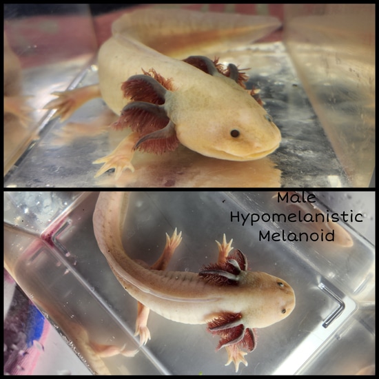 Hypomelanistic Melanoid Axolotl by A Lotl Love