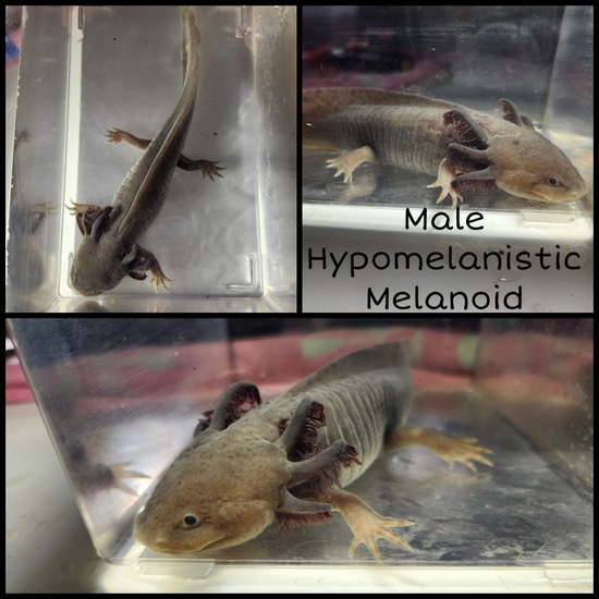 Hypomelanistic Melanoid Axolotl by A Lotl Love