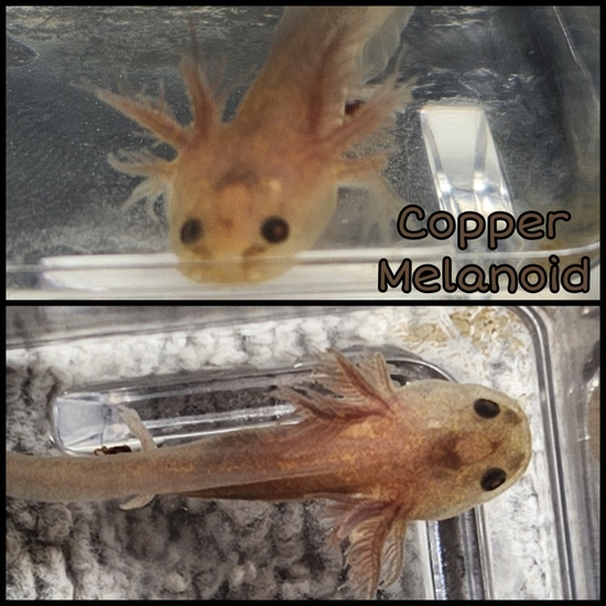 Copper Melanoid(Pre-Order) Axolotl by A Lotl Love
