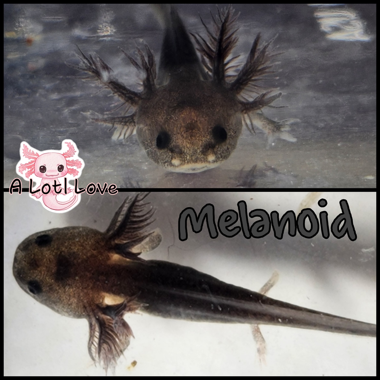 Melanoid Axolotl by A Lotl Love - MorphMarket