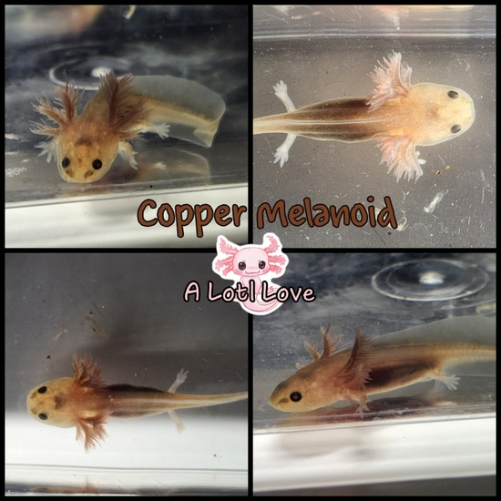 Copper Melanoid Axolotl by A Lotl Love