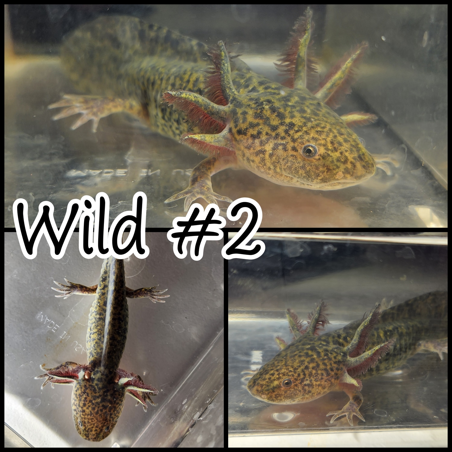 Wild #2 Axolotl by A Lotl Love - MorphMarket