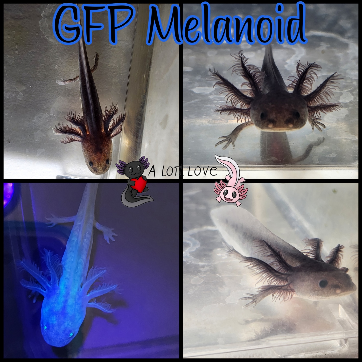 GFP Melanoid Axolotl by A Lotl Love - MorphMarket