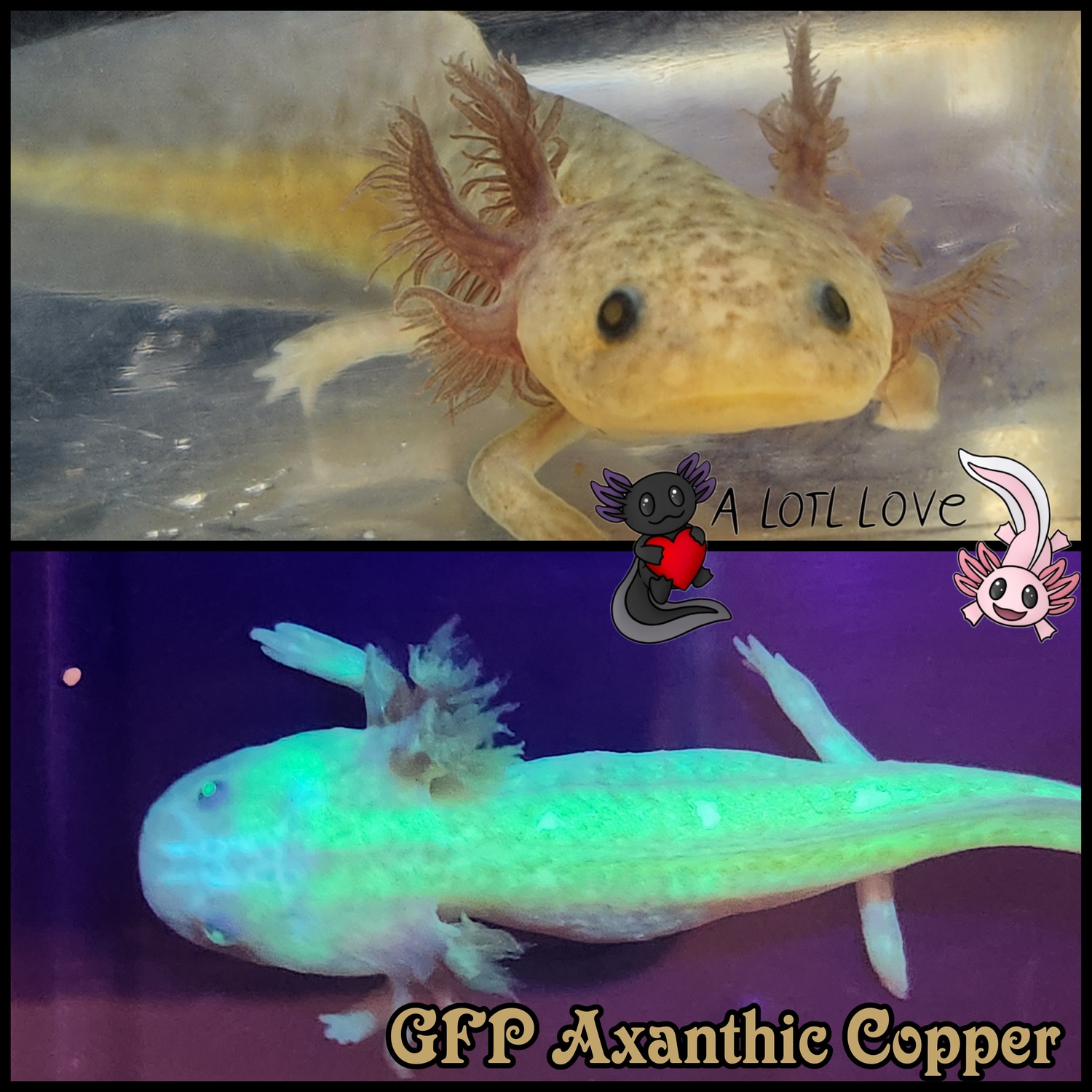GFP Axanthic Copper (BoGo Sale) Axolotl by A Lotl Love - MorphMarket