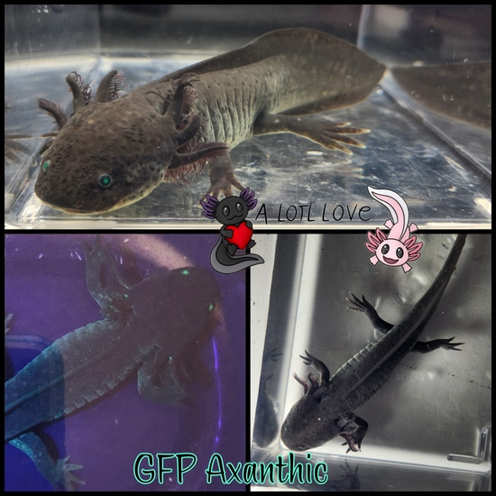 GFP Axanthic Axolotl by A Lotl Love