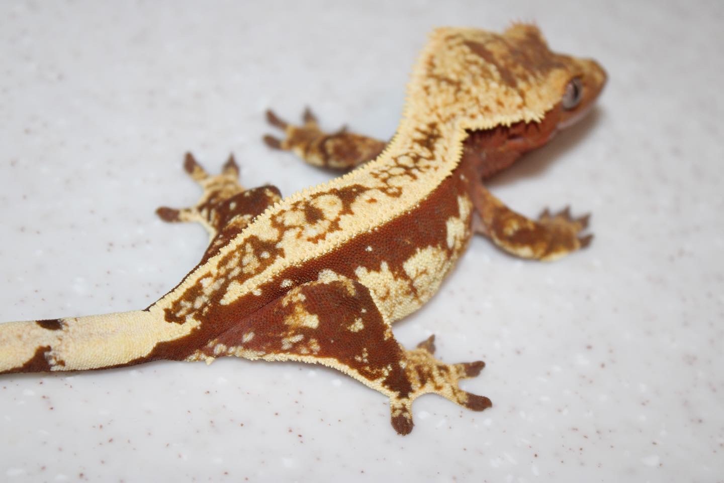 Red Soft Scale Pinstripe Crested Gecko by NewDay_Exotics - MorphMarket
