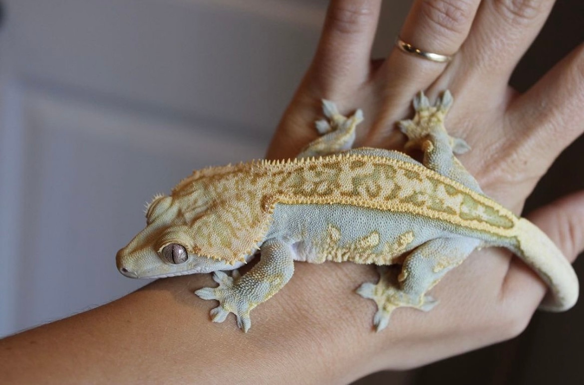 Soft Scale Lavender Tricolor Pinstripe Crested Gecko by NewDay_Exotics - MorphMarket
