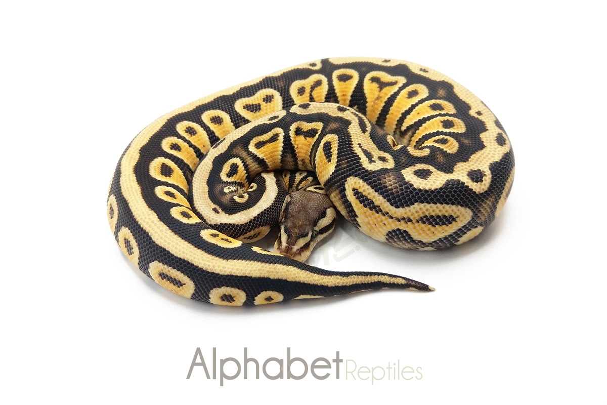 Pastel Cypress YB Ball Python by Alphabet Reptiles - MorphMarket