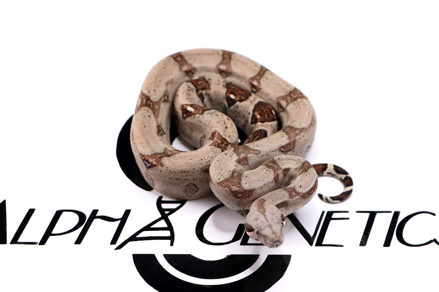 Monster Tail Kubsch Pastel 100% Het VPI T+ / 50% Het Anery Boa ...