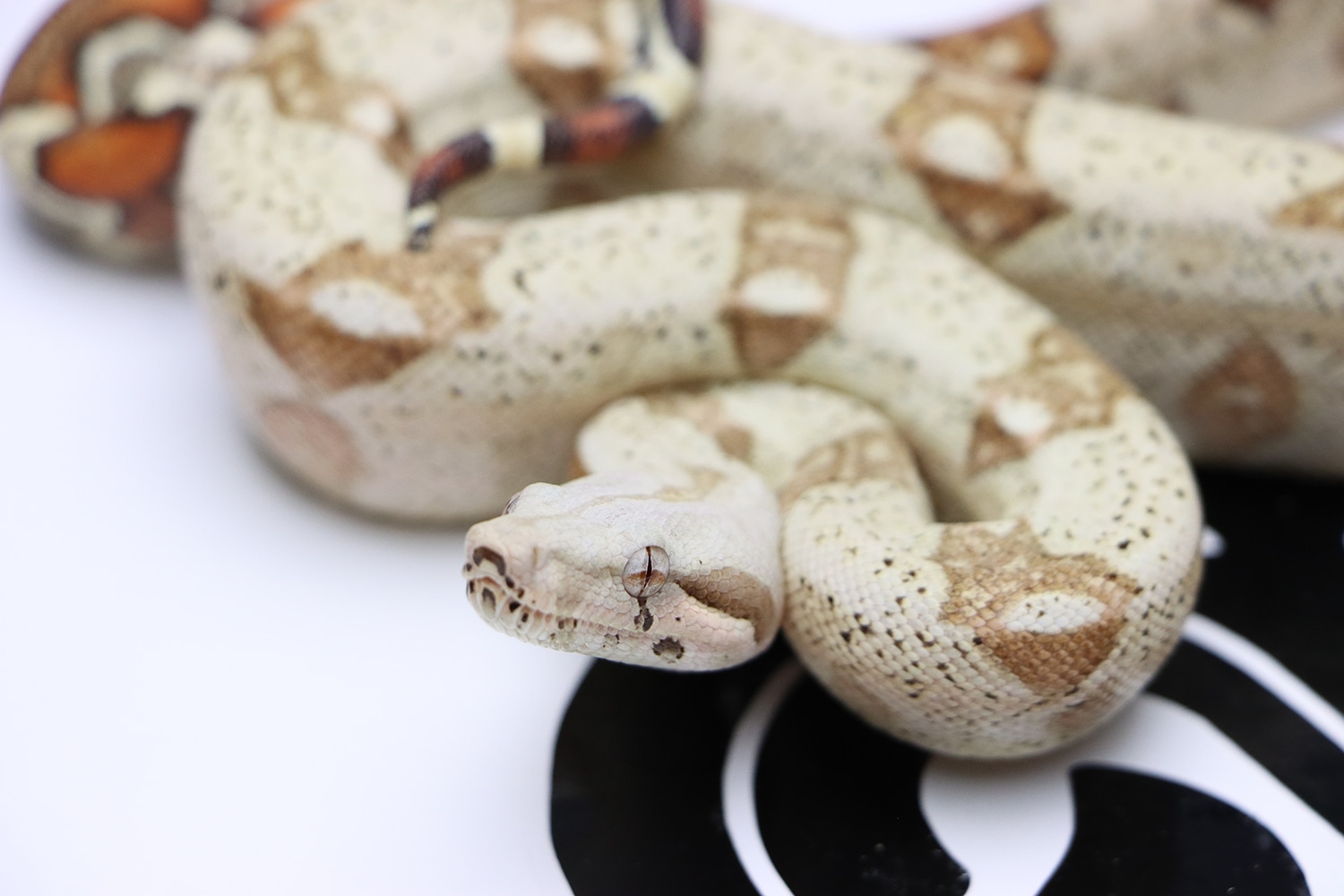 VPI T+ Albino / Monster Tail / Kubsch Pastel 50% Het Anery/ Boa ...
