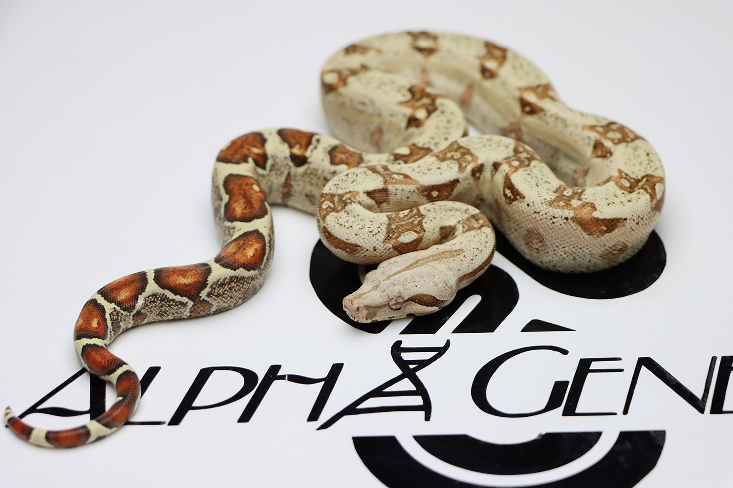 Monster Tail VPI T+ 50% Het Anery/ Pos Kubsch Pastel Boa Constrictor by ...