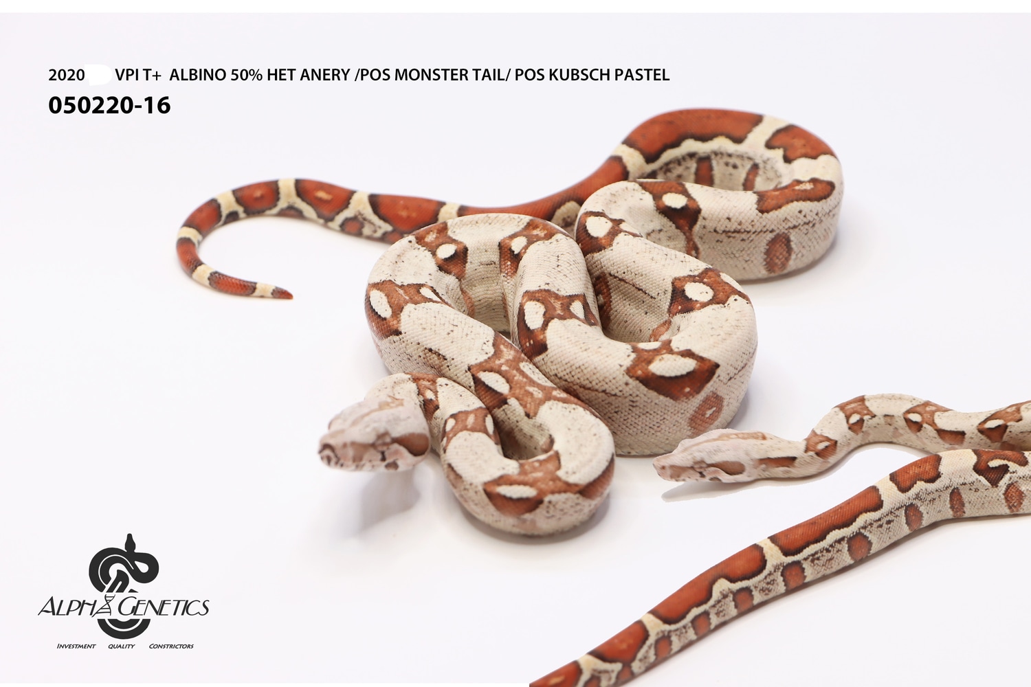 VPI T+ Albino 50% Het Anery Monster Tail /Pos Kubsch Pastel Boa ...