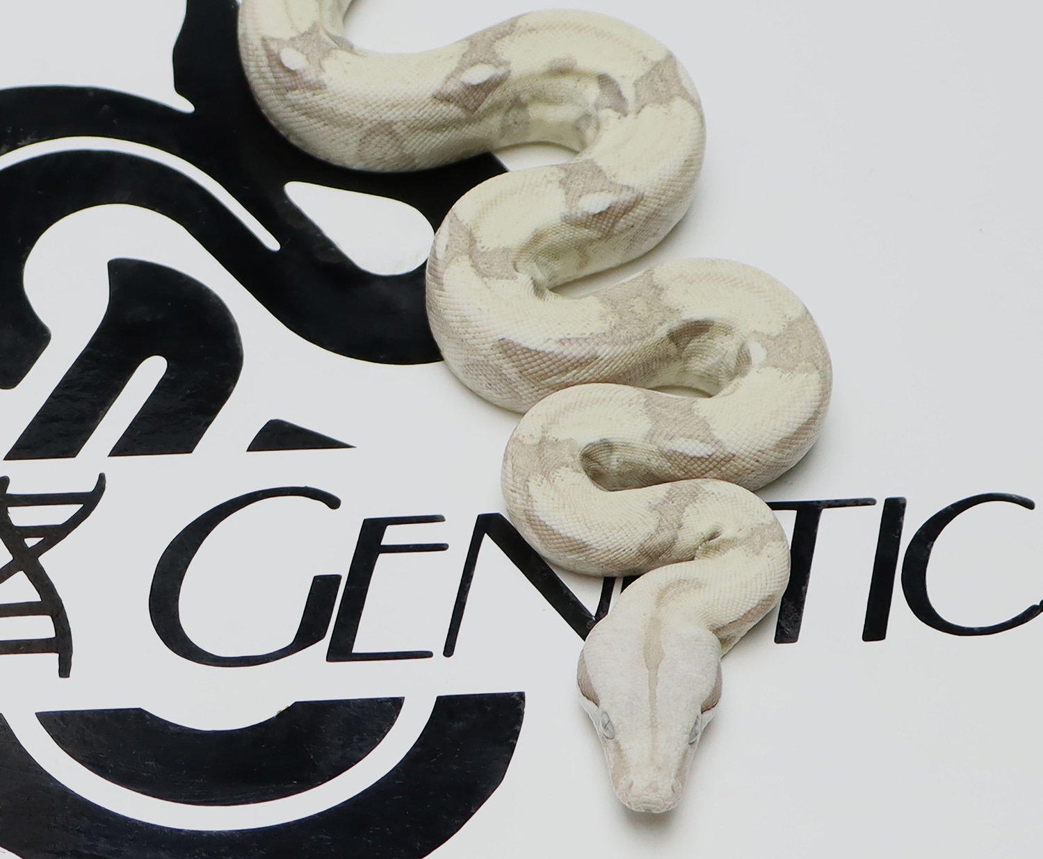 VPI Snow Boa Constrictor by Alpha Genetics- Boas - MorphMarket