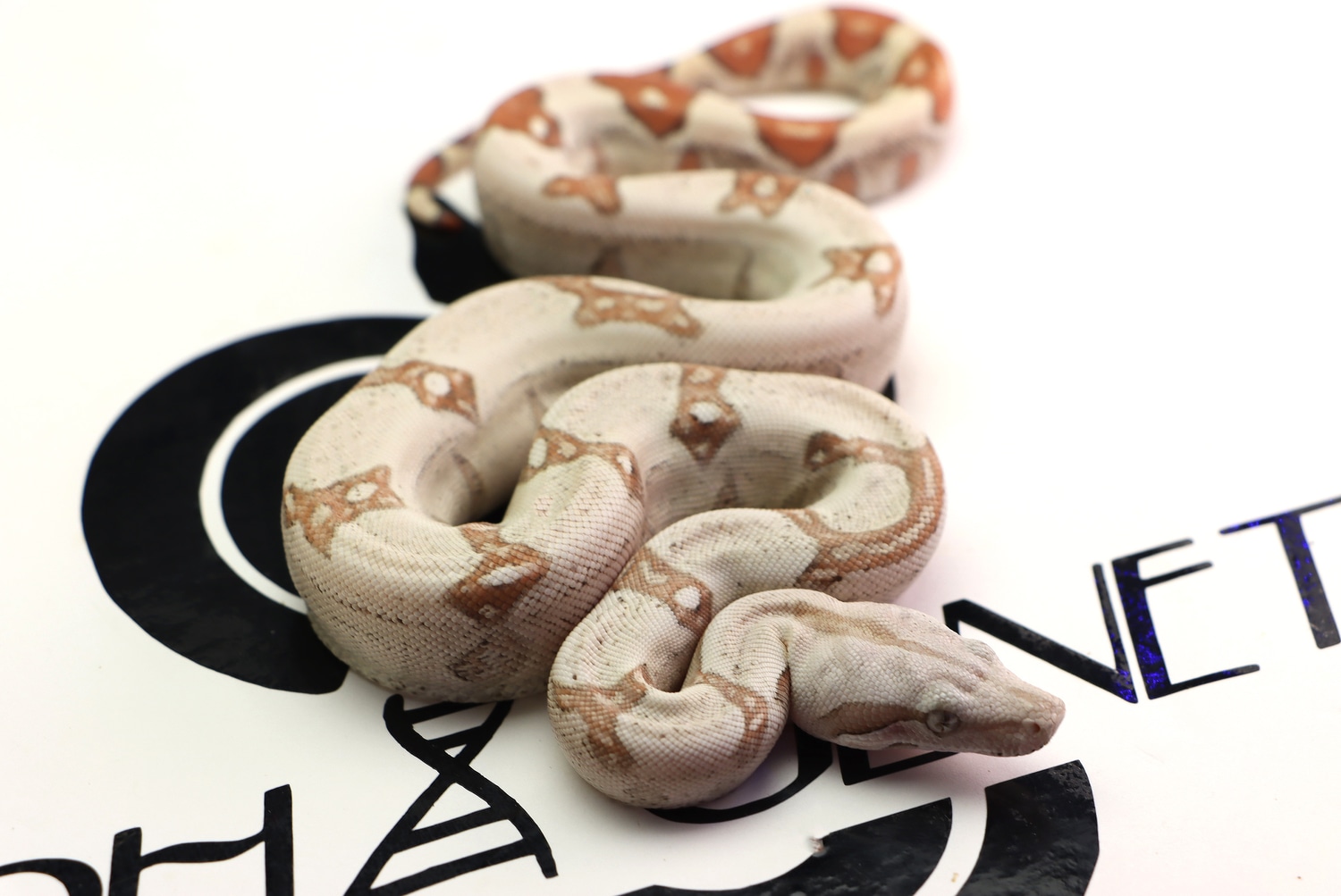Jungle Monster Tail VPI T+ Albino 50% Het Anery Boa Constrictor by ...