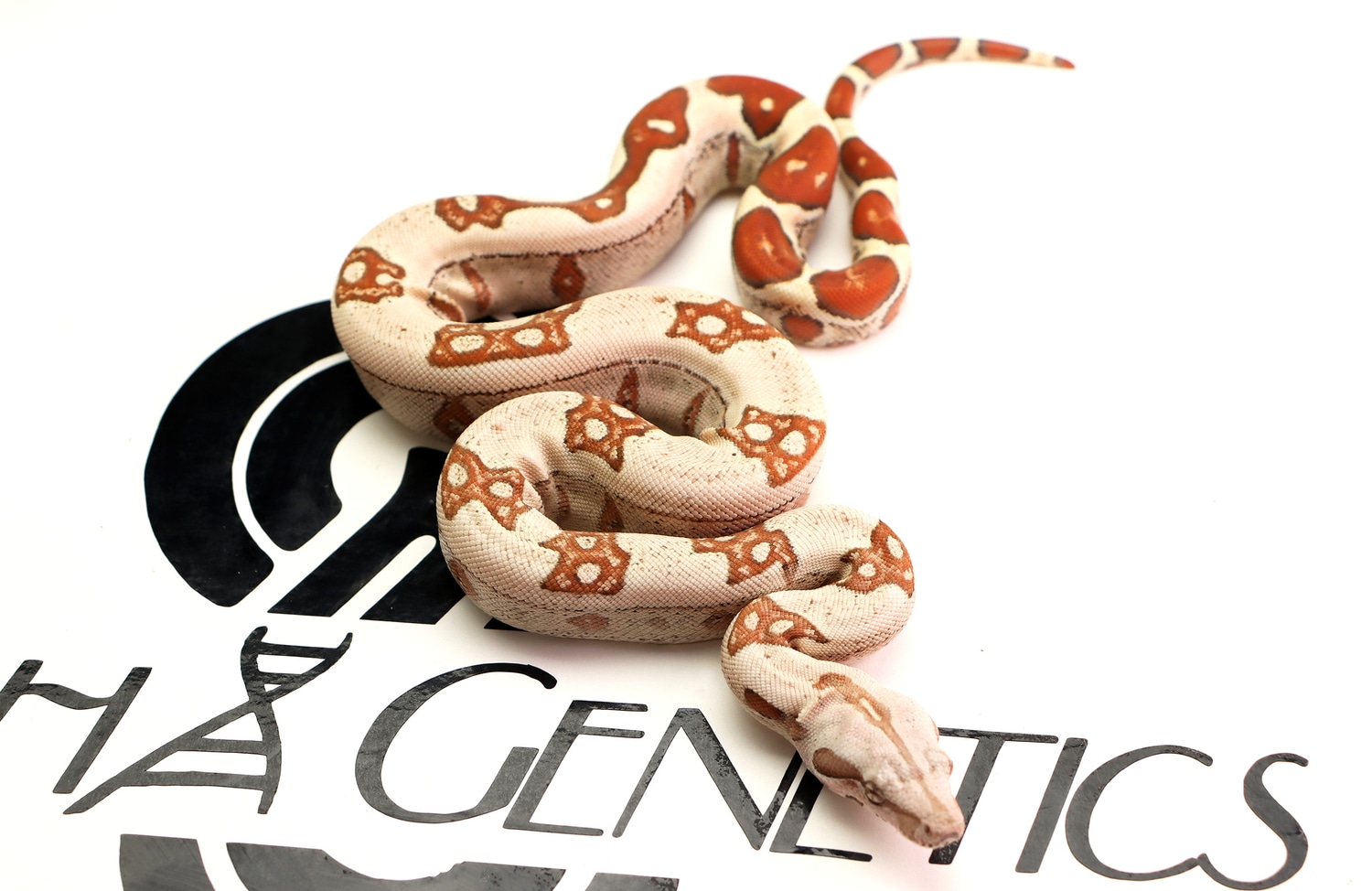 VPI T+ Albino Jungle Monster Tail Red Pastel 50% Het Anery Boa ...