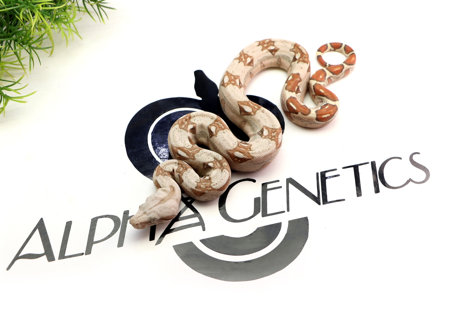 VPI T+ Monster Tail Red Pastel 50% Het Anery Pos Jungle Boa Constrictor ...