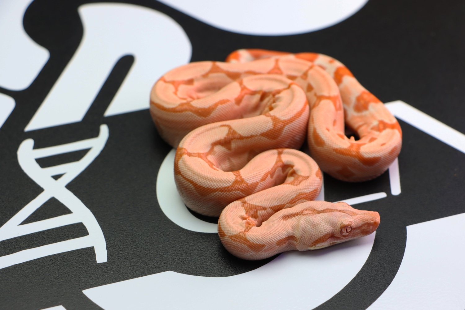 Sunglow Arabesque Kubsch Pastel Boa Constrictor by Alpha Genetics- Boas ...