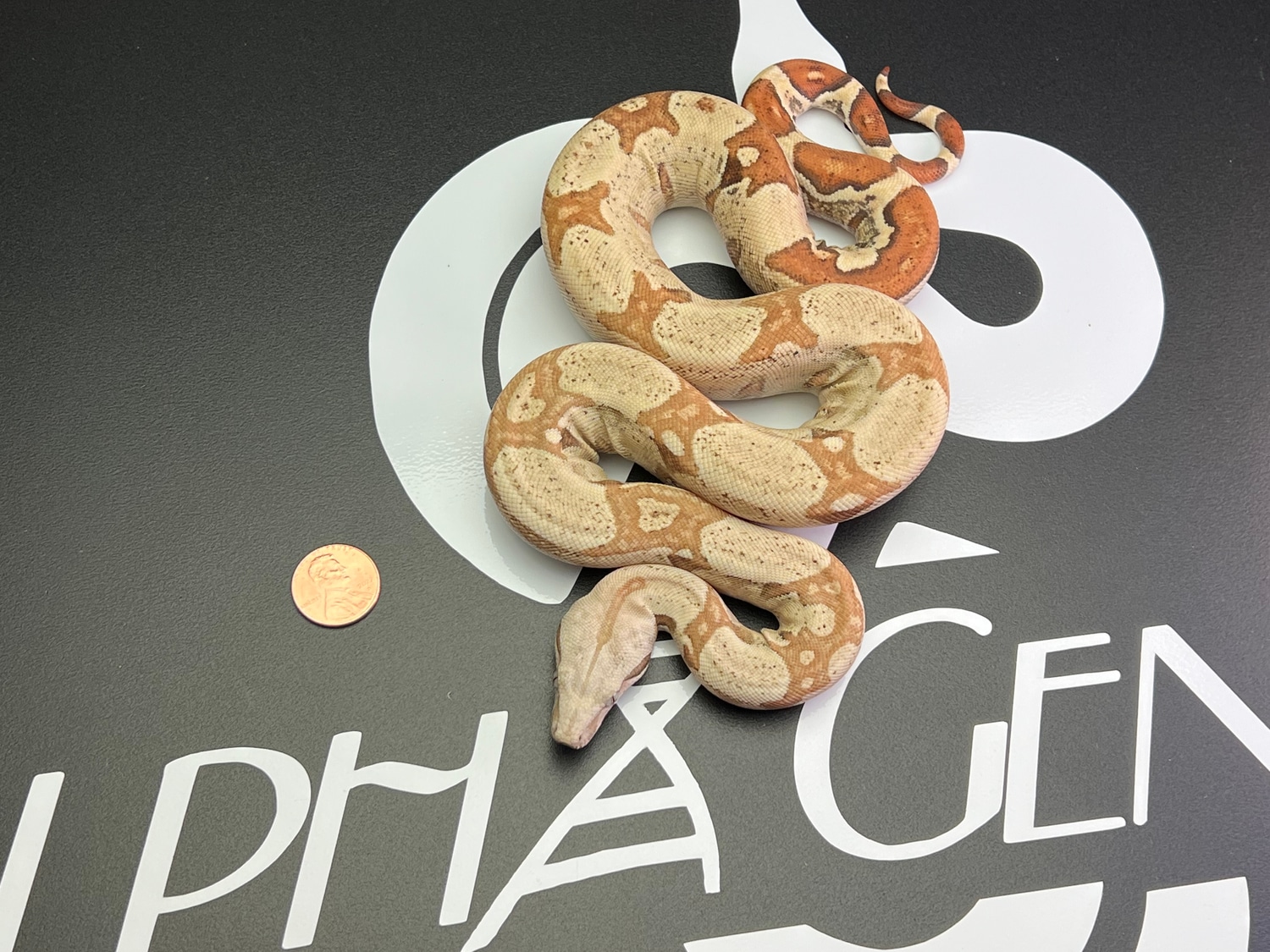 Jungle VPI T+ Albino Monster Tail Red Pastel 50% Het Anery Boa Constrictor by Alpha Genetics ...
