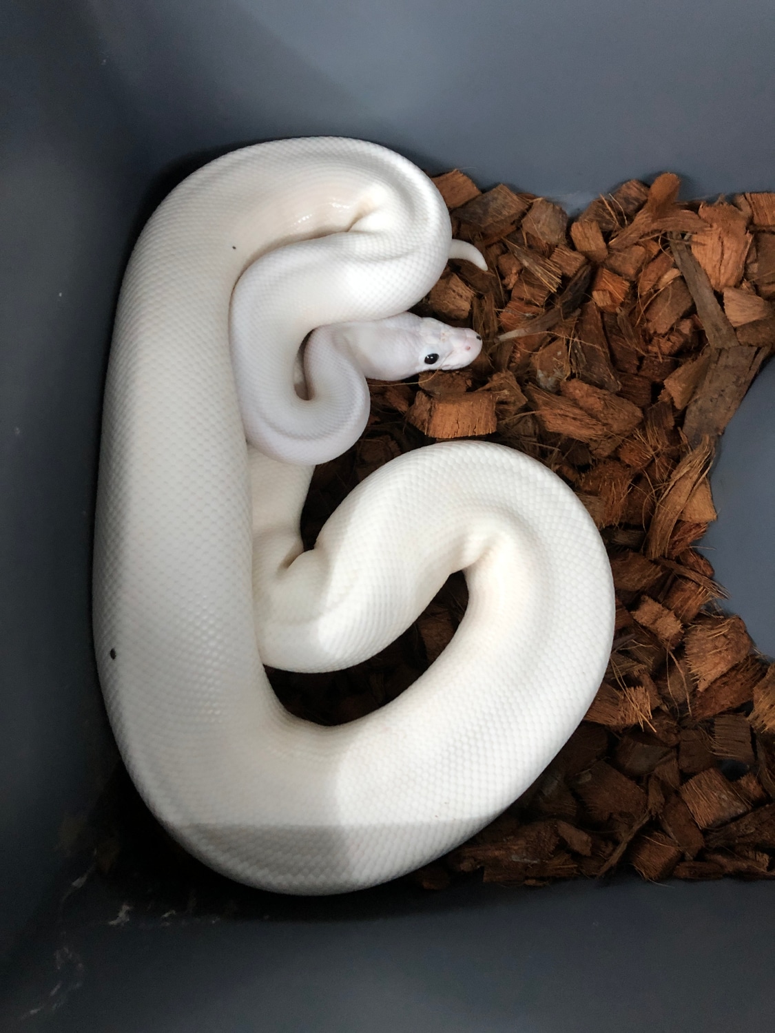 White Wedding Ball Python by Alpha Herps - MorphMarket