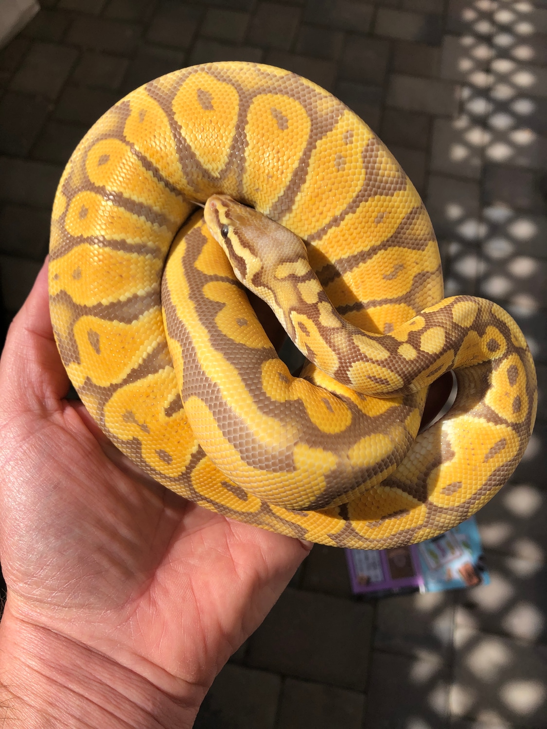 Super Pastel Ultramel Ball Python by Alpha Herps - MorphMarket