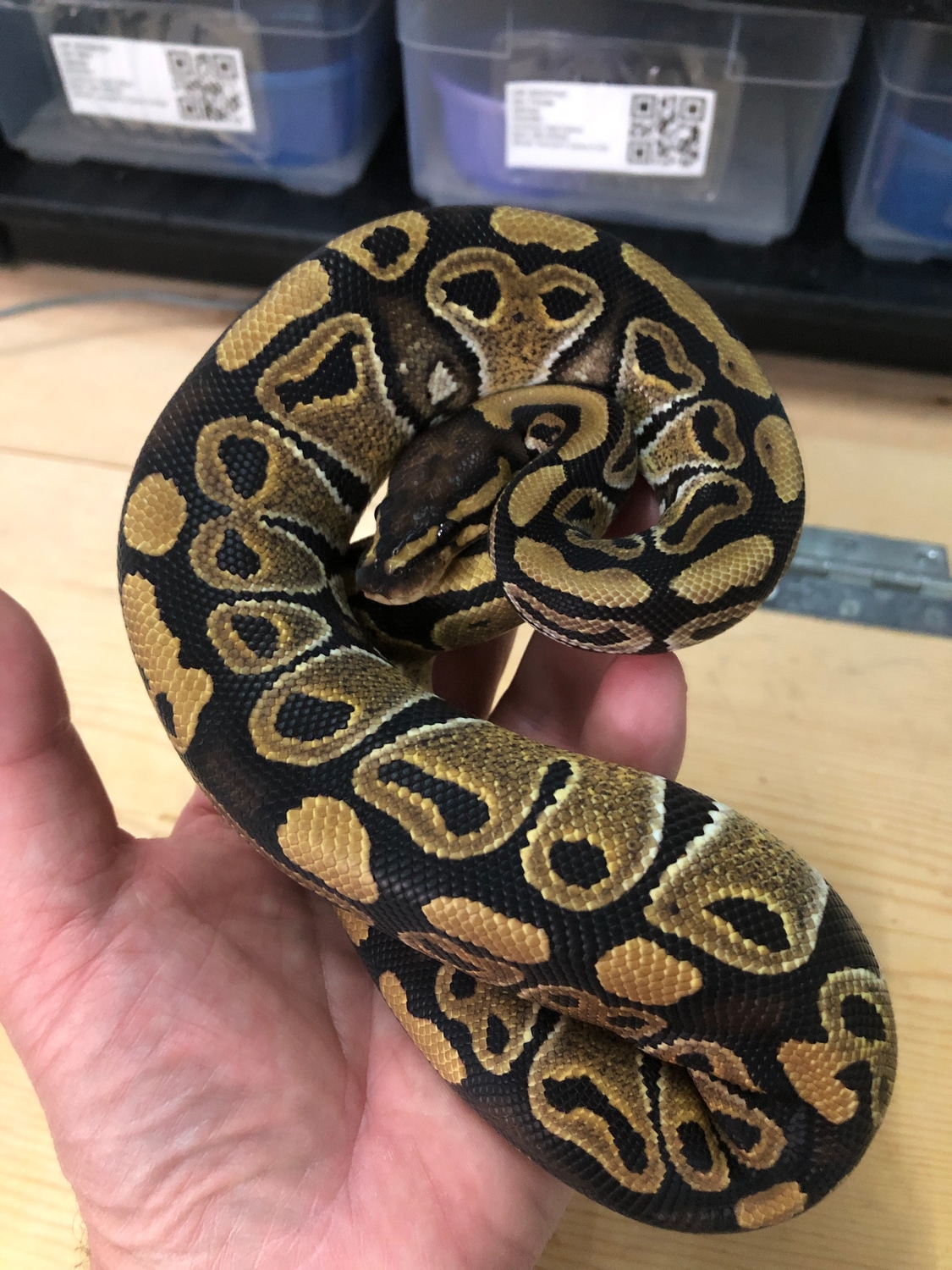 Het Clown Het Pied Ball Python by Alpha Herps - MorphMarket