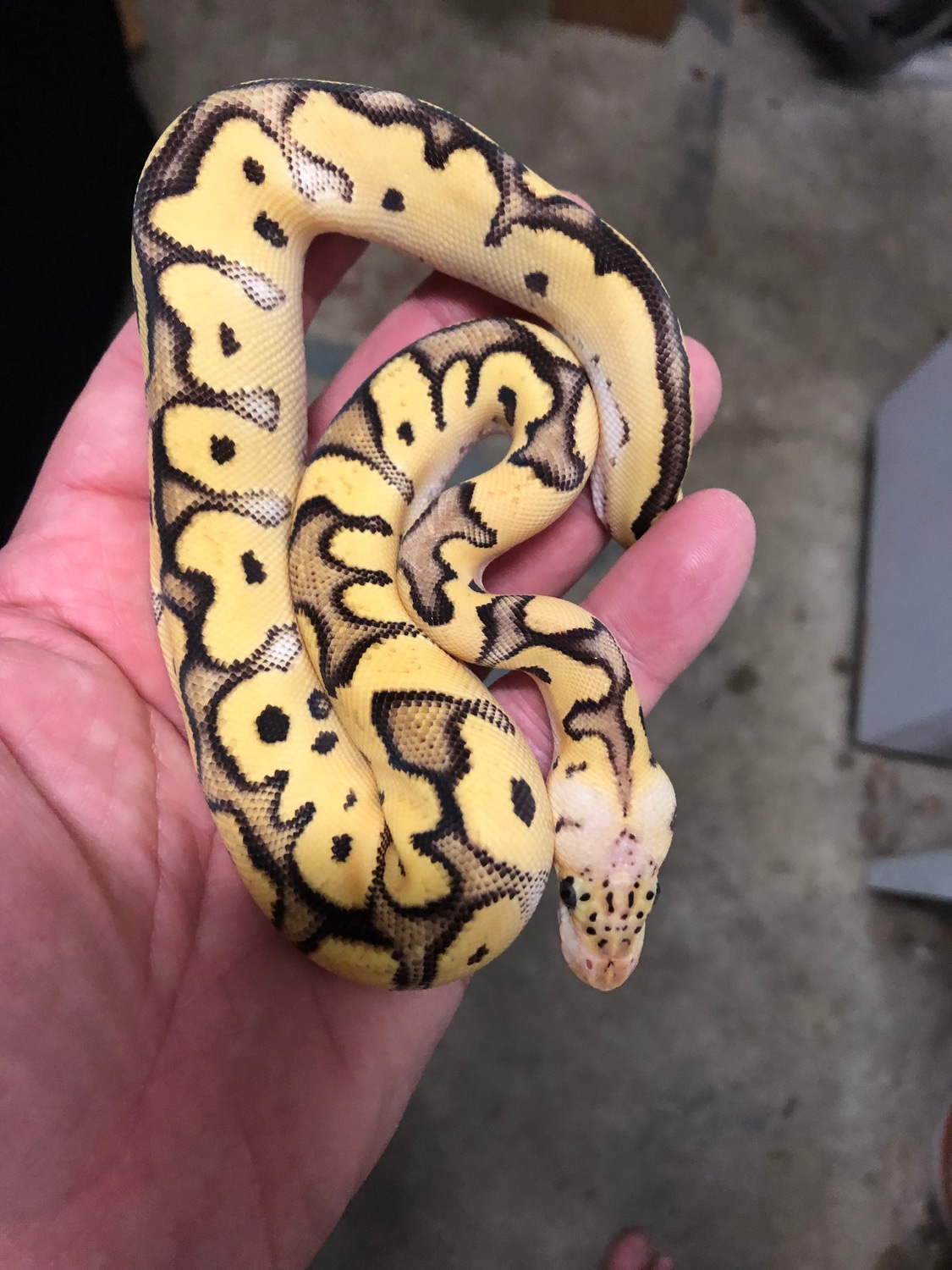 Pastel Orange Dream Fire Or Vanilla Clown Ball Python by Alpha Herps ...