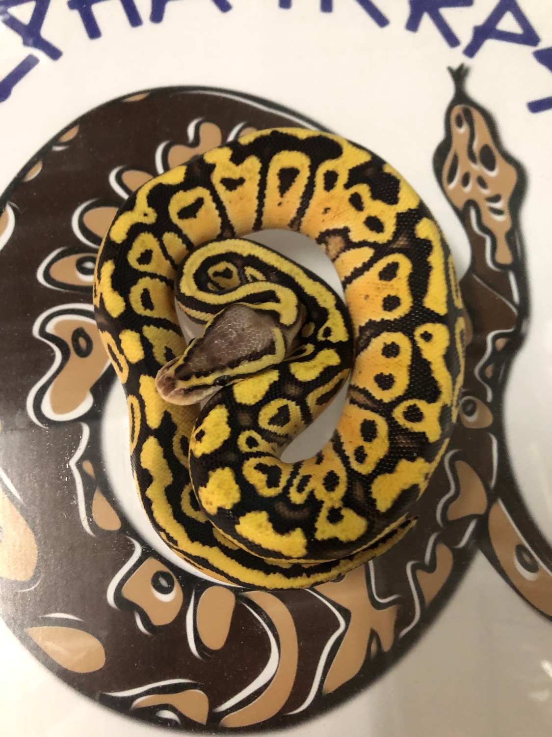 Pastel Orange Dream (Prob Fire/Vanilla) Het Clown Ball Python by Alpha ...